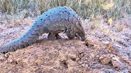 ફક્ત કીડીઓ ખાઈને જીવતું : કીડીખાઉ | zagmag magazine fakt kidi khai ne ...