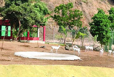 જંગલી દીપડાએ હરણને ફાડી ખાધા પછી તંત્ર સફાળું જાગ્યું | The tantra was ...