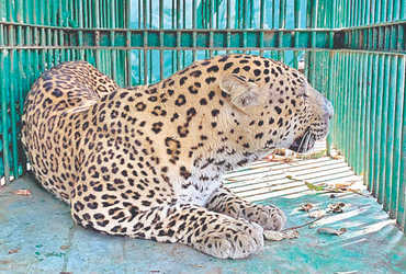 વાંસદાના વાઘાબારી ગામેથી કદાવર દિપડો પાંજરે પૂરાયો | From the Waghabari ...