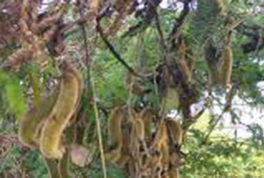 ઠાસરામાં કોઈએ કુવેચ ઘસતા હોમગાર્ડ જવાનને ખંજવાળ ઉપડતા મુશ્કેલી | Thasra ...