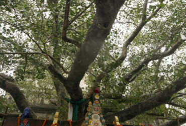 ૨૩૦૦ વર્ષ જૂનો પીપળો અડીખમ છે તો ૧૦૦ વર્ષનું વૃક્ષ વૃધ્ધ કઈ રીતે કહી ...