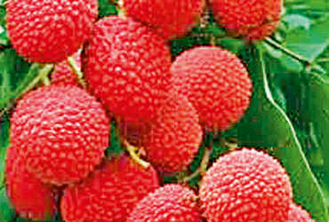 કચ્છના ગરમ વાતાવરણમાં પૂર્વ અને ઉત્તર ભારતમાં થતી લીચીનો સફળ પ્રયોગ ...