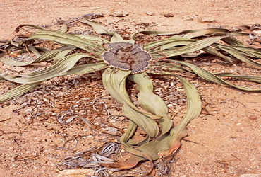 હજારો વર્ષ જીવતો છોડ : વેલ્વેશિયા | Plants that live thousands of years ...