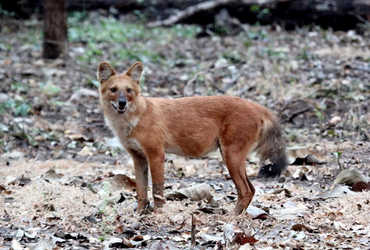 ડાંગના જંગલોમાં ૫૦ વર્ષ પછી ધોલ અને ચોસિંગાની હાજરી નોંધાઈ | chosinga ...