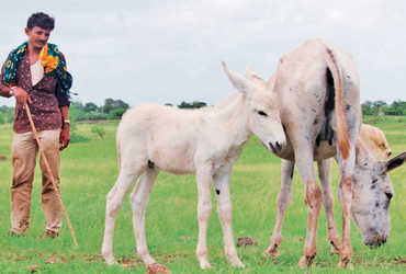 હાલારી ગધેડીનું એક લિટર દૂધ રૂા. 7 હજારના ભાવે વેચાયું | A liter of ...