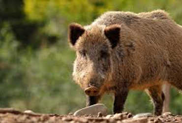 ભૂંડ સાથે બાઇક અથડાતા નિવૃત્ત પોસ્ટમાસ્તરનું મોત | accident with pig ...