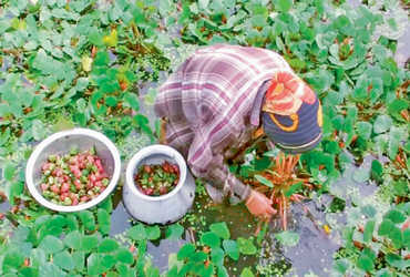 પાણીમાં ઉછરતો પાક : શિંગોડા | Water borne crop: Shingoda - Gujarat Samachar