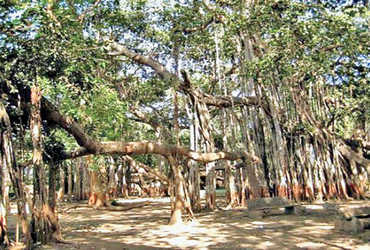 ભારતના વિશાળ વડલા . | The vastness of India banyan tree - Gujarat Samachar