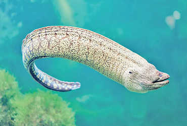 500 વોટનો ઇલેકિટ્રક કરંટ : ઇલ માછલી | 500 watt electric current: eel ...