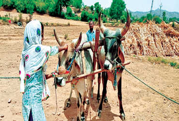 ધરતીપુત્રોએ અખાત્રીજના શુભ મુહુર્તમાં ખેતર ખેડીને કૃષિ વર્ષનો પ્રારંભ ...