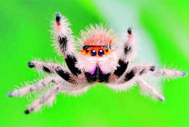 તીવ્ર નજરવાળા કરોળિયા : જમ્પિંગ સ્પાઈડર | Jumping spiders : Sharp eyed ...