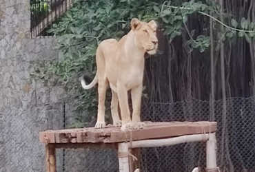 વડોદરા: સયાજી બાગમાં બાળ સિંહની જોડી લાવવા પ્રયાસો તો બીજી બાજુ ટૂંકી ...