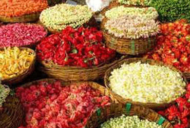 લગ્નસરાની સીઝન પૂર બહાર ખીલતા ગુલાબ-ગલગોટાના ભાવમાં વધારો | Rising ...