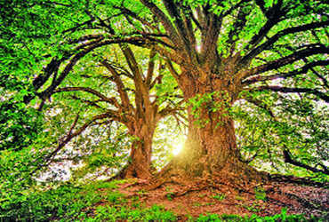પાનમાં વૃક્ષો માટે ખોરાક કેવી રીતે બને ? | Made for food for trees ...