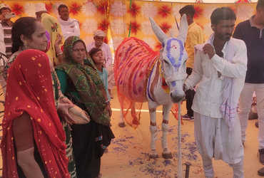 ઉપલેટામાં ગર્ભવતી હાલારી ગધેડીની ગર્ભ શ્રીમંતની વિધિ કરાઈઃ દેશનો આવો ...