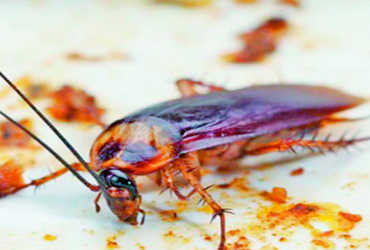 શક્તિશાળી અજબ જંતુ : વાંદો | Powerful Strange Insect: Cockroach ...