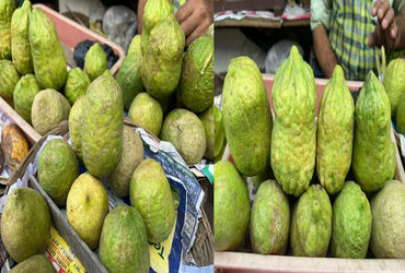 શ્રાવણ માસમાં સાયુજ્ય પ્રાપ્તી માટે મહાદેવને ખાસ બીજોરું ચઢાવવાનો મહિમા ...