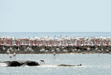 કચ્છના મોટા રણ અભ્યારણ્યમાં નવું ફ્લેમિંગો સિટીઃ આર્ટીફિશીયલ બ્રિડીંગ ...