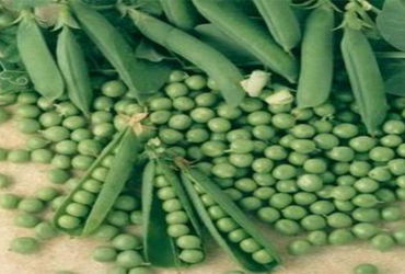 યાર્ડમાં સૌથી મોંઘી જણસી વટાણાં! મણના અધધ 5500ના ભાવે સોદા | The most ...