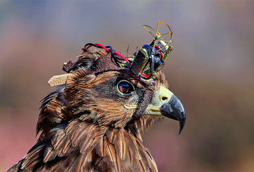 300ની સ્પીડે ઊડતું બાજ જાસૂસી ડ્રોનને તોડી પાડશે...! | Ravi Purti 18 ...