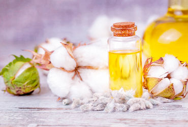 કપાસિયા તેલ ઉછળ્યું : સિંગતેલમાં તેજી : આયાતી ખાદ્યતેલો ઉંચકાયા ...