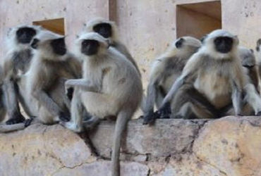 ઉત્તર પ્રદેશ: શાહજહાંપુરમાં વાનરના આતંકમાંથી છુટકારો મેળવવા લોકોએ ગજબ ...