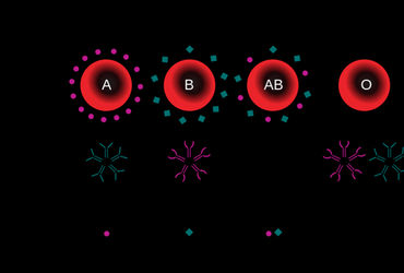 કોમ્પ્યુટર જેવી યાદશક્તિ ધરાવે છે આ બ્લડ ગ્રુપ, જાણો તમારૂ બ્લડ ગ્રુપ ...