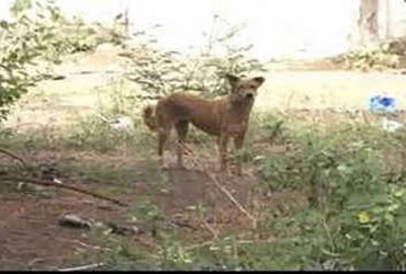 શહેરમાં રખડતા કુતરાઓનો ત્રાસ ઘટાડવા 10 હજારથી વધુ કુતરાનુ રસીકરણ-નશબંધી ...