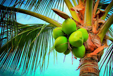 શિયાળામાં ફિટનેસ માટે નદી કિનારેનું નાળિયેર... !! | Ravi Purti 29 ...