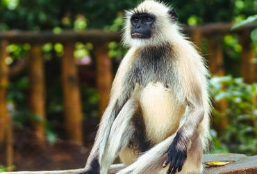 ચાલુ રિક્ષાએ વાંદરુ અંદર ઘૂસી જતા રિક્ષા પલટી ગઇ, ચાલકને ઇજા | Monkey ...