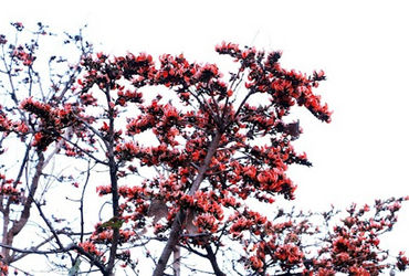 કેવડિયામાં કેસુડાના ફૂલોની ચાદર છવાતા માહોલ મનમોહક બન્યો | the scenery ...