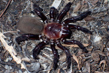 ઓસ્ટ્રેલિયાના ક્વિન્સલેન્ડમાં મળ્યો દુર્લભ પ્રજાતિનો જાયન્ટ સ્પાઈડર ...