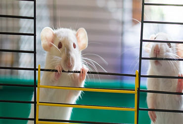 ઉંદરોમાં રિવર્સ એજિંગનો પ્રયોગ સફળ માણસને અમર બનાવવાની આશા વધી | A ...