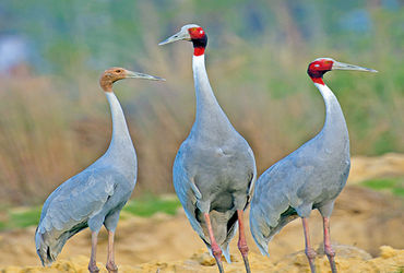 આકર્ષક નૃત્ય કરતું સારસ પક્ષી... | Ravi Purti 16 April 2023 Vasant ...