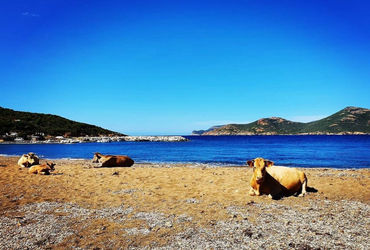 અહીં આવેલો છે Cow Beach, જ્યા માણસો સાથે ગાયો પણ લઈ રહી છે બીચની મજા ...