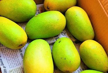 ભારતની કેરી દુનિયા આખીમાં પહોંચી | Ravi Purti 21 May 2023 Vasant Mistry ...