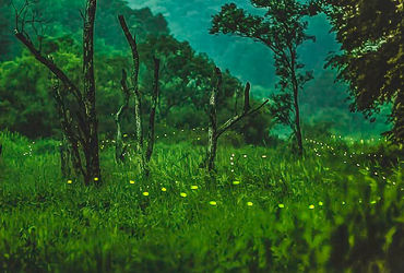 Witness the best of Fireflies Festival with these 7 places