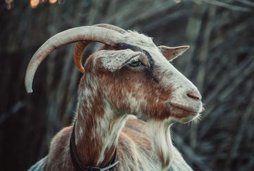 મધ્ય પ્રદેશ: બકરી ઈદ પર બે લોકોના ઝઘડામાં બકરાનો જીવ બચી ગયો | Madhya ...