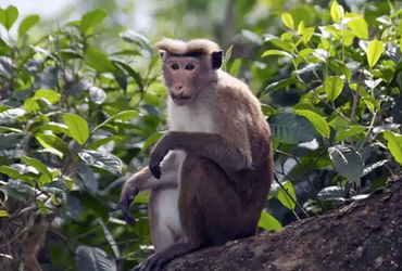 ચીન મોકલાનારા એક લાખ વાનરોનો સોદો છેલ્લે કેન્સલ | The deal of one lakh ...