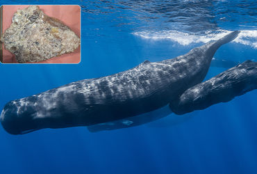 sperm whale washes up on spanish shore brings ambergris worth Rs 4 and ...