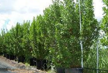 કોર્પોરેશને લગાવેલા કોનોકાર્પસ વૃક્ષ થી અસ્થમા,એલર્જીના દર્દીઓને ...