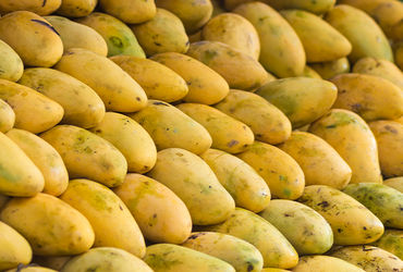 Indias mango export value rises 19 percent in April August period