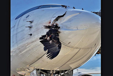 પક્ષીઓ વિમાન સાથે કેમ અથડાય છે? . | Ravi Purti 29 october 2023 Vasant ...