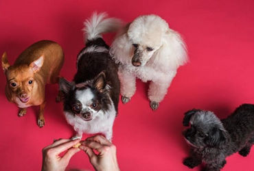 Ways to celebrate an inclusive animal friendly Diwali