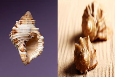 શંખ વગાડવાથી થાય છે 5 ચમત્કારીક ફાયદા, જાણો કેવા-કેવા થાય છે લાભ | 5 ...