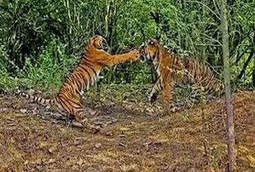 હદની લડાઈમાં 1 વાઘ દ્વારા બીજાનો ખાત્મો, બચ્ચાંનું માંસ પણ આરોગ્યું ...