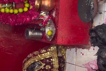 જમાલપુર મહાજનના વંડામાં બે બકરાને મોતને ઘાટ ઉતારાયાની ફરિયાદ | two goat ...