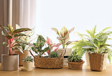 લિવિંગ રૂમ માટે શ્રેષ્ઠ ઇન્ડોર પ્લાન્ટ્સ..! | Ravi Purti 26 May 2024 ...