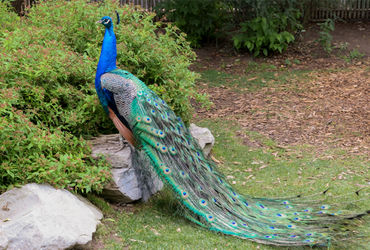 24 મોરના મોતથી હોબાળો, તિરંગામાં લપેટીને કરાયા અંતિમ સંસ્કાર, જાણો શું ...