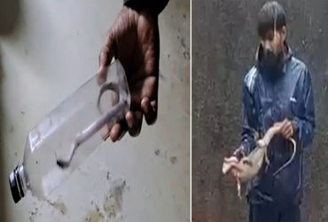 એક ડંખમાં આઠથી નવ હાથીને નુકસાન પહોંચાડે તેવો અત્યંત ઝેરી ચિતોડ અને ...